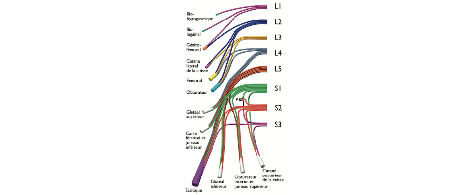 10.1.3.1 Le plexus lombo sacré - Campus de Neurochirurgie