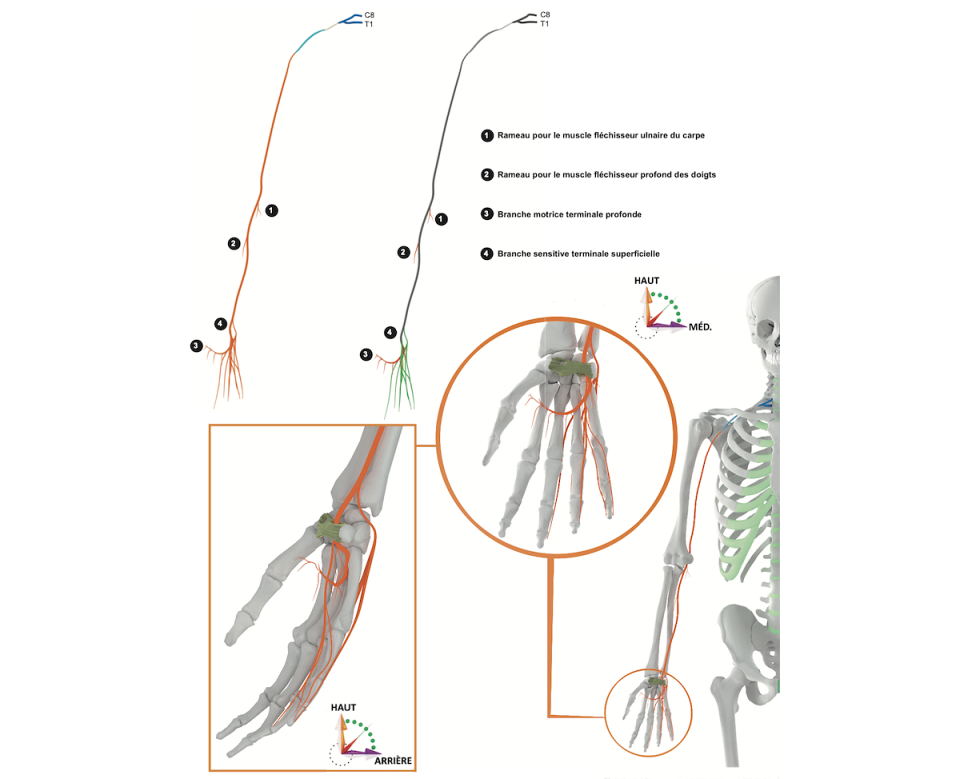 10.1.2.6 Le nerf ulnaire - Campus de Neurochirurgie